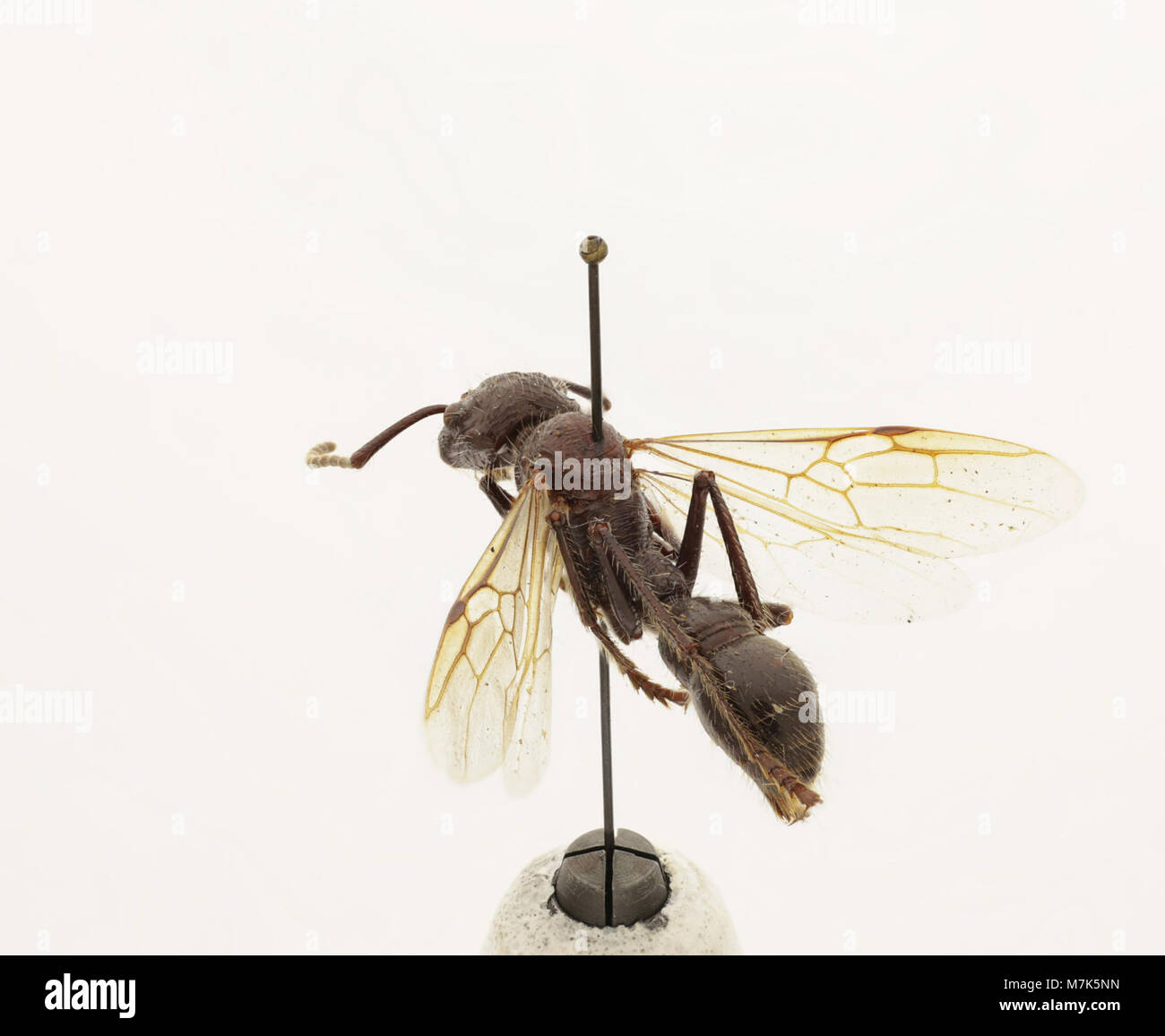 A scientific image of Paraponera clavata, commonly known as the bullet ...