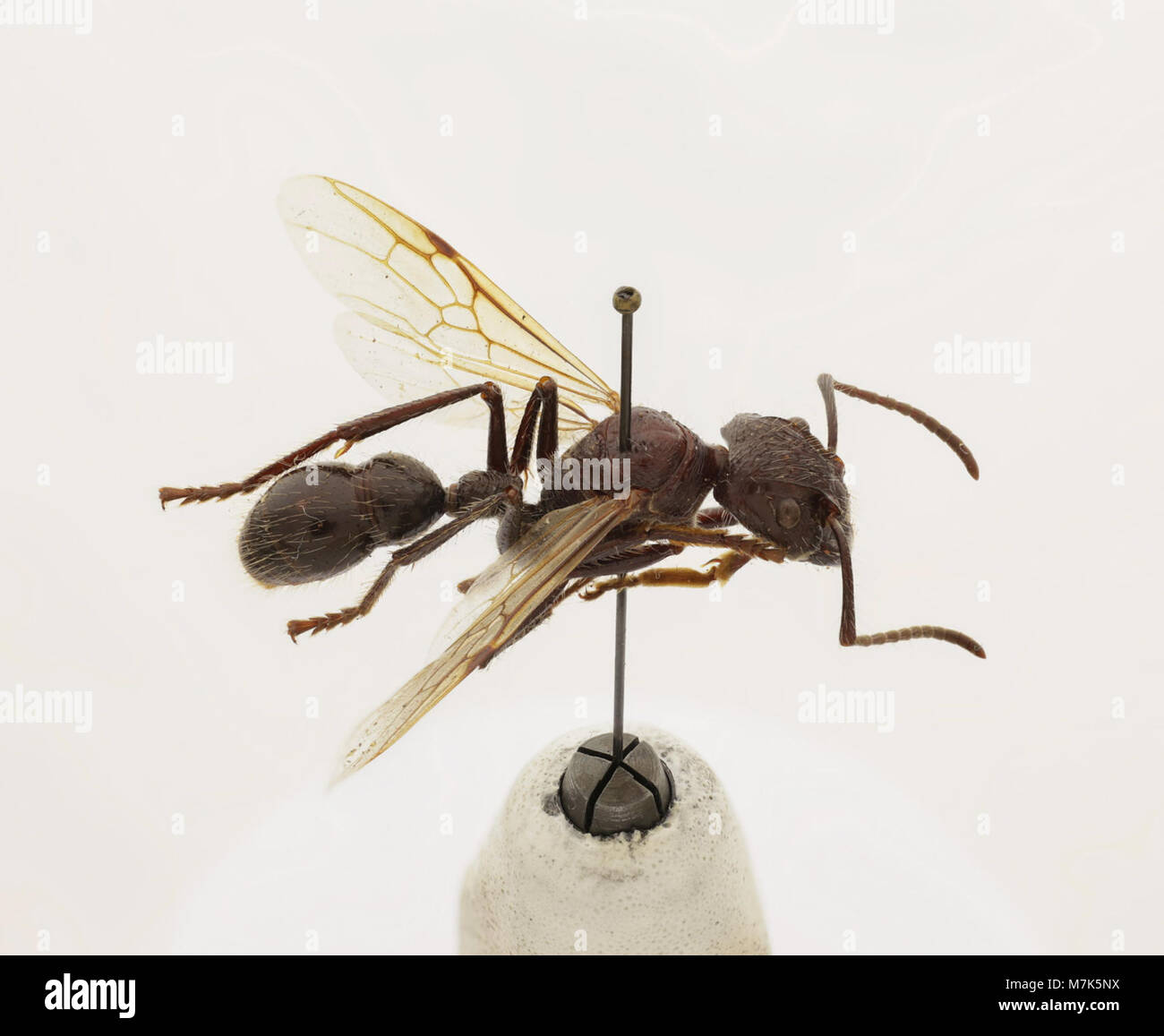 An image of Paraponera clavata, commonly known as the bullet ant. The ...