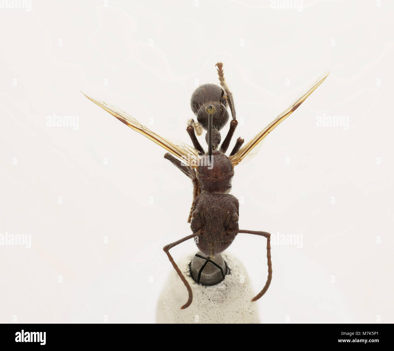 Paraponera clavata, commonly known as the bullet ant, is a species ...