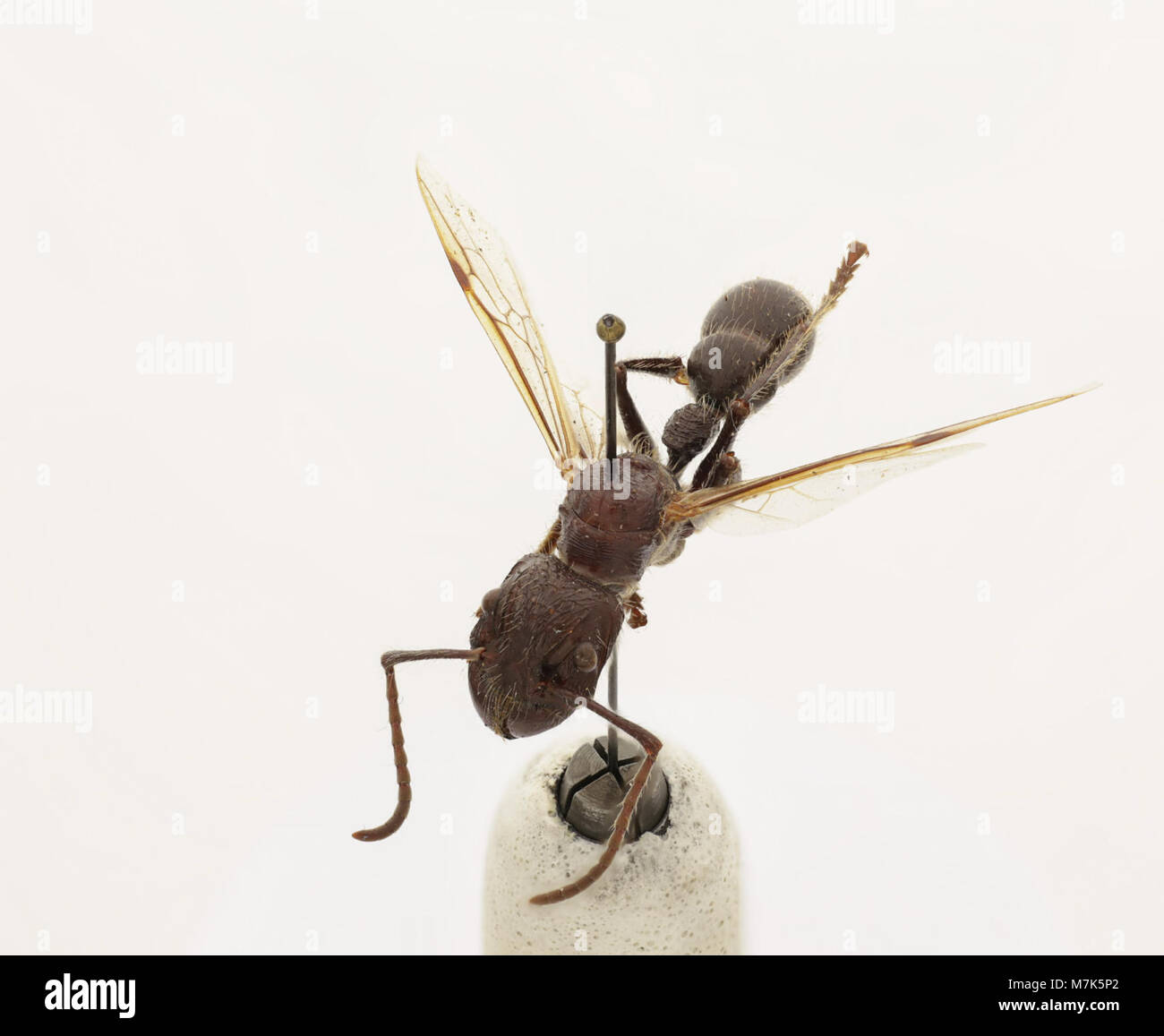 This image features Paraponera clavata, also known as the bullet ant, a ...