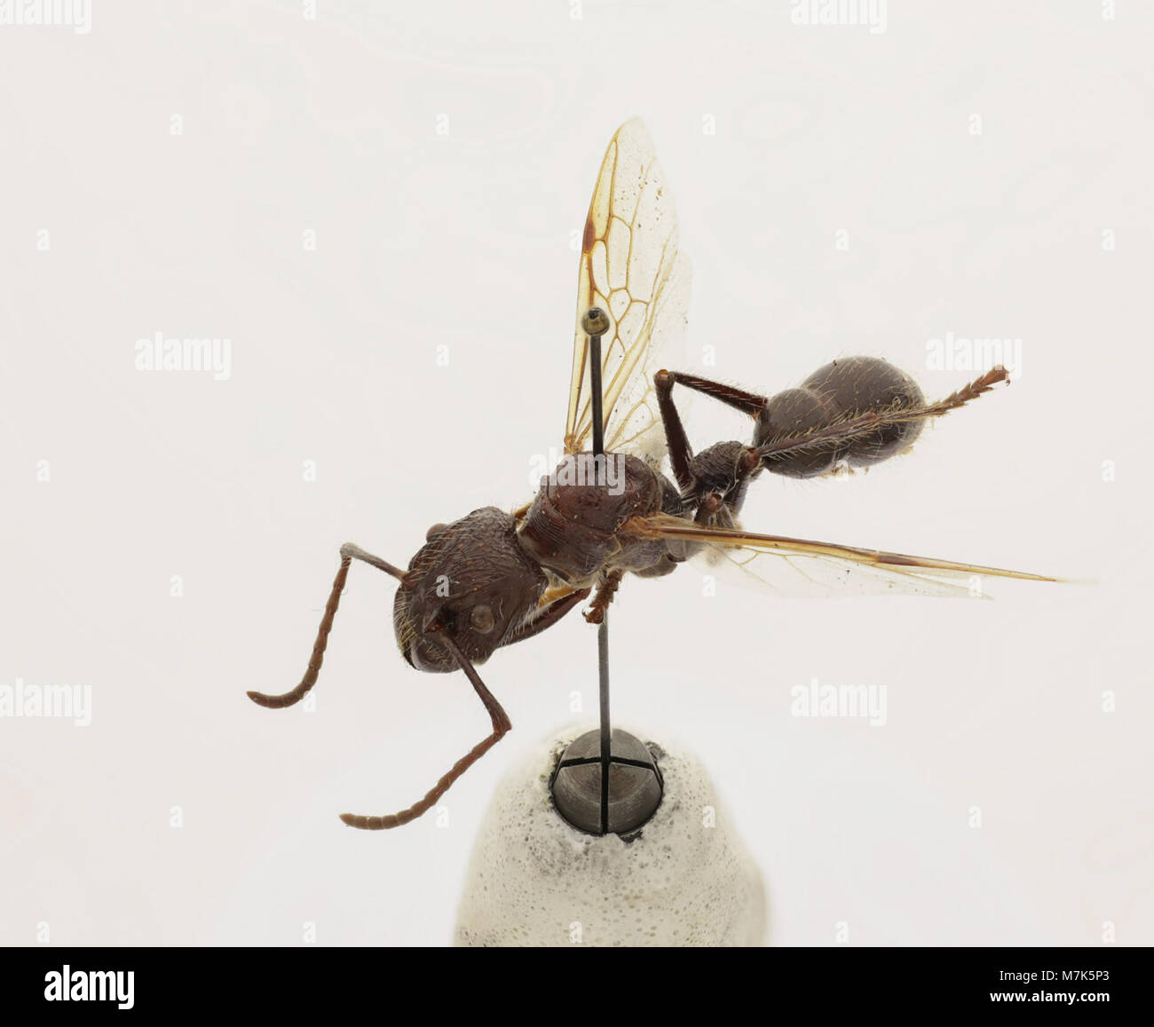 Paraponera clavata, also known as the bullet ant, is a species known ...