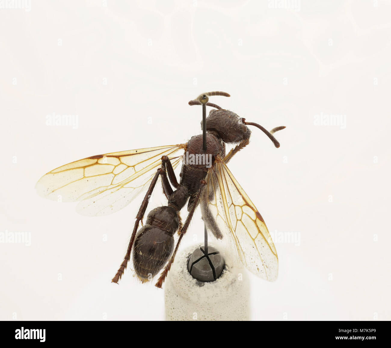 An image or illustration of the Paraponera clavata, known as the bullet ...