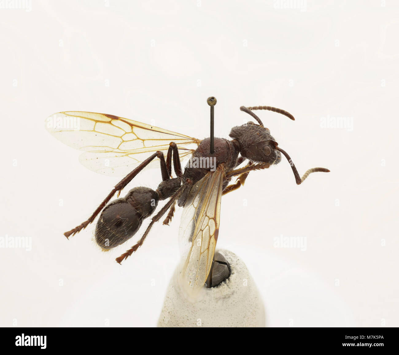 An image of Paraponera clavata, also known as the bullet ant, known for ...