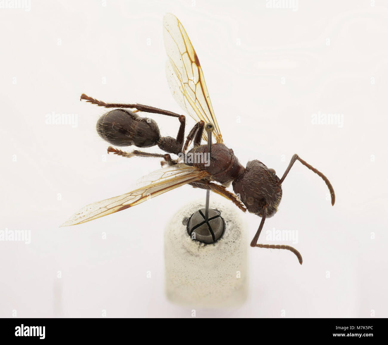 Paraponera clavata, commonly known as the bullet ant, is a species of ...