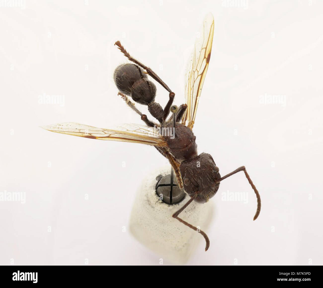 An image of Paraponera clavata, commonly known as the bullet ant, known ...
