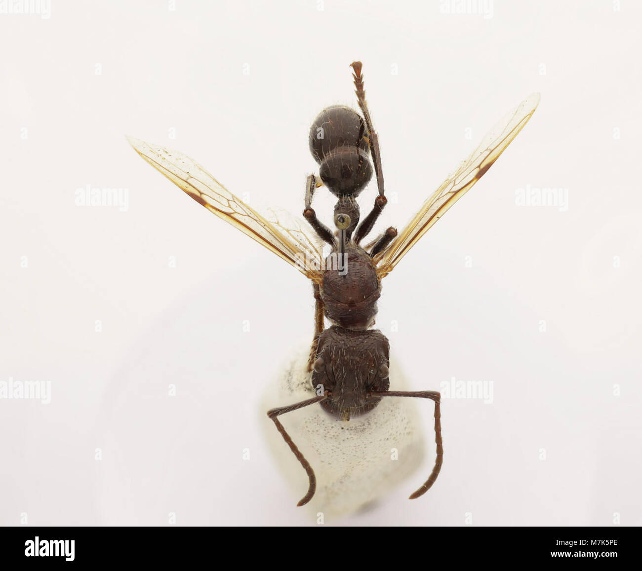 This image shows Paraponera clavata, also known as the bullet ant, a ...