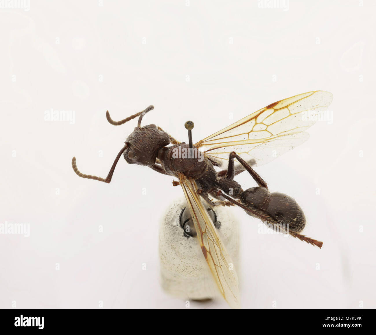 An illustration of Paraponera clavata, also known as the bullet ant, a ...