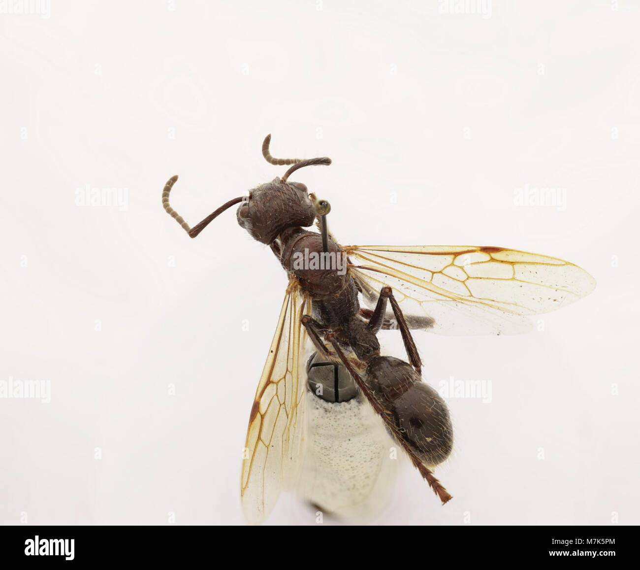 Paraponera clavata, also known as the bullet ant, one of the largest and most dangerous ants ...