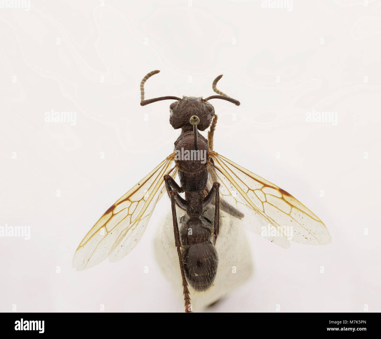 The Paraponera clavata, known as the bullet ant, is featured in this ...