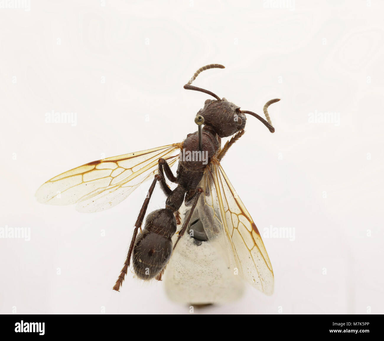 This image shows Paraponera clavata, also known as the bullet ant ...