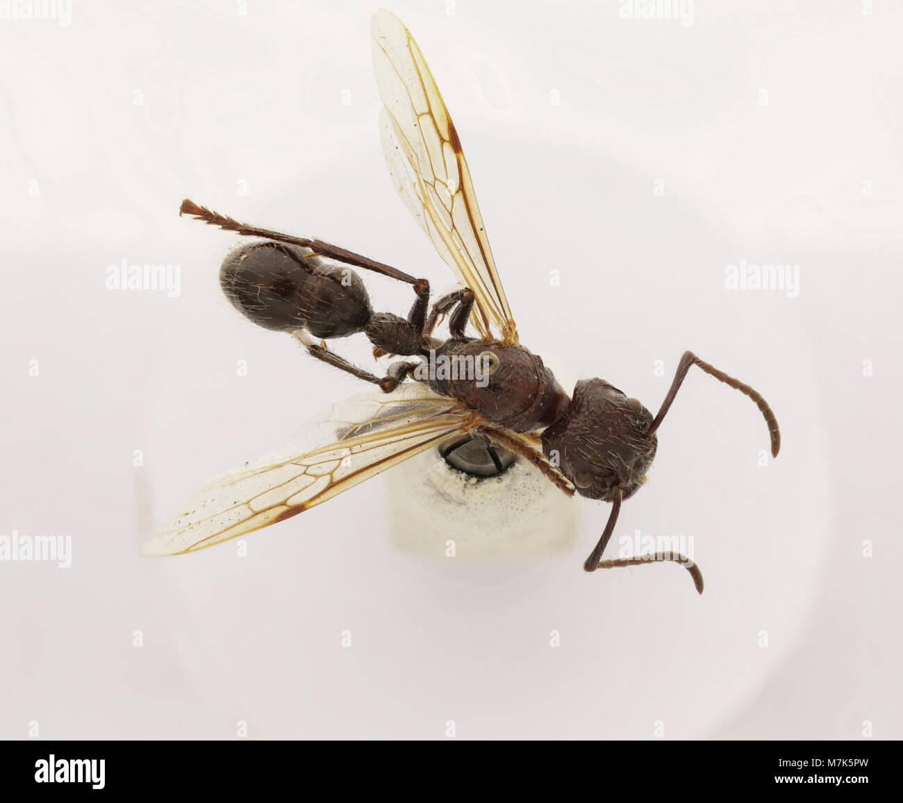 Paraponera clavata, also known as the bullet ant, is one of the largest ...