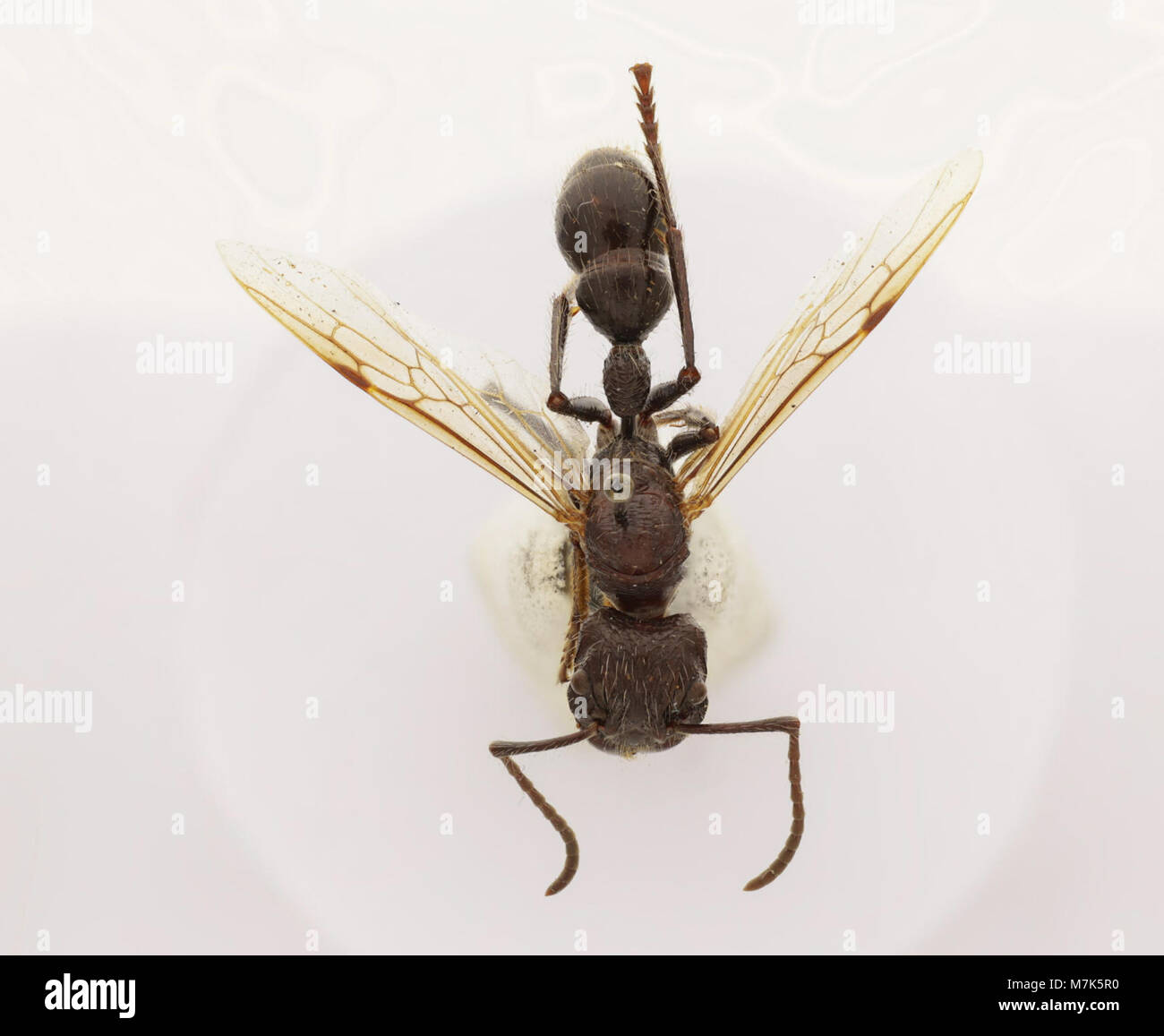 Bullet ant habitat hi-res stock photography and images - Alamy