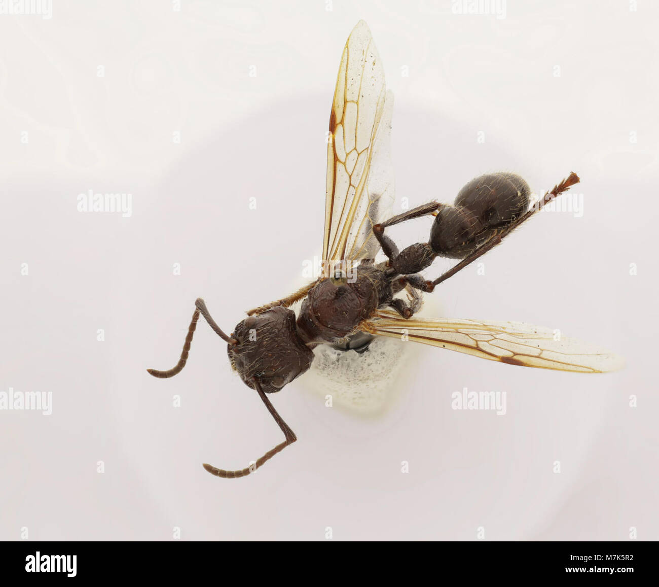 An image of Paraponera clavata, commonly known as the bullet ant. This ...