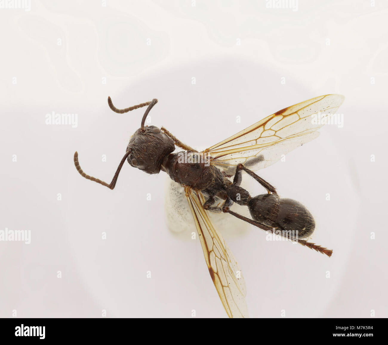 Paraponera clavata, commonly known as the bullet ant, is a species of ...