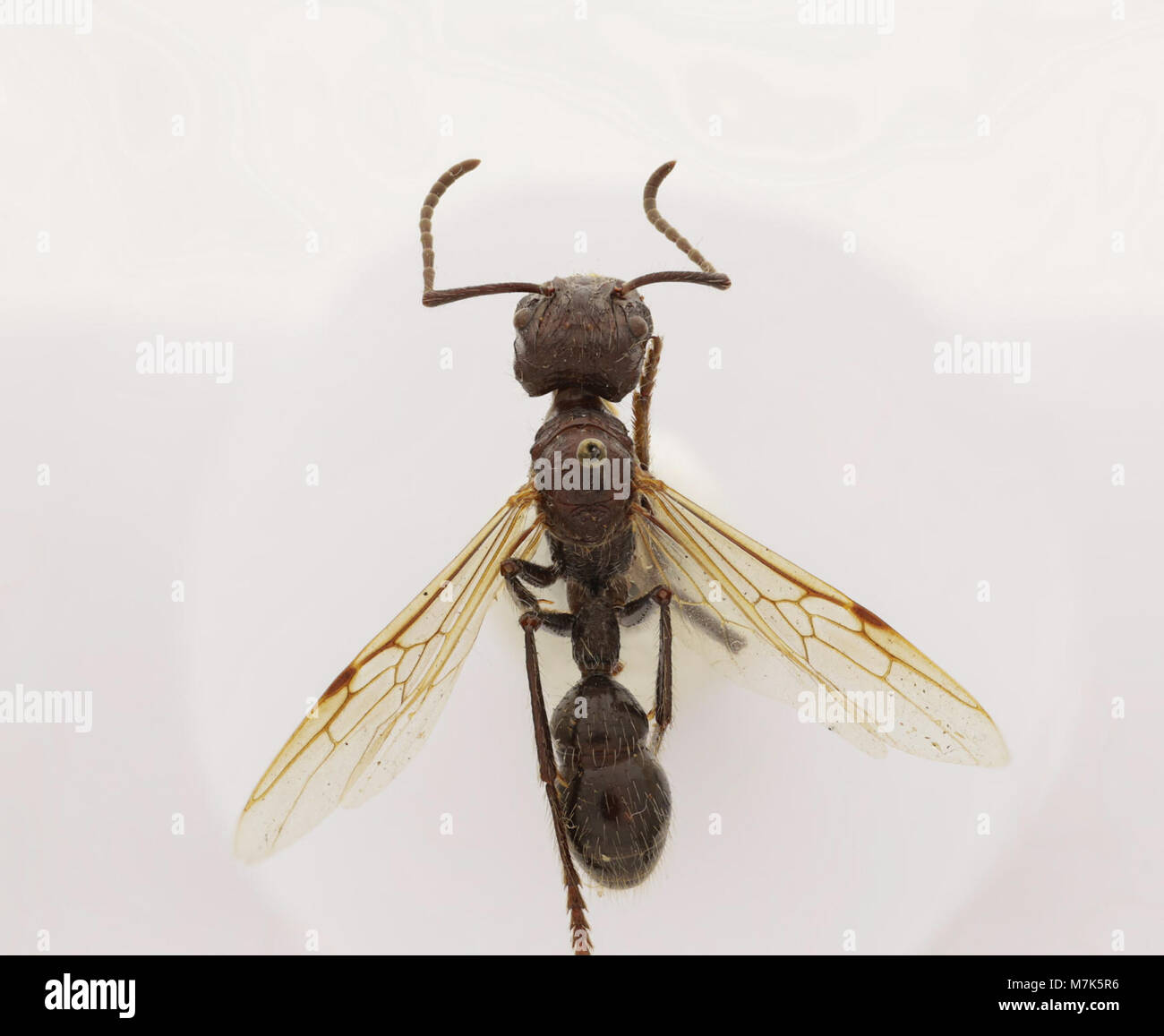 Paraponera clavata, also known as the bullet ant, is depicted in this ...