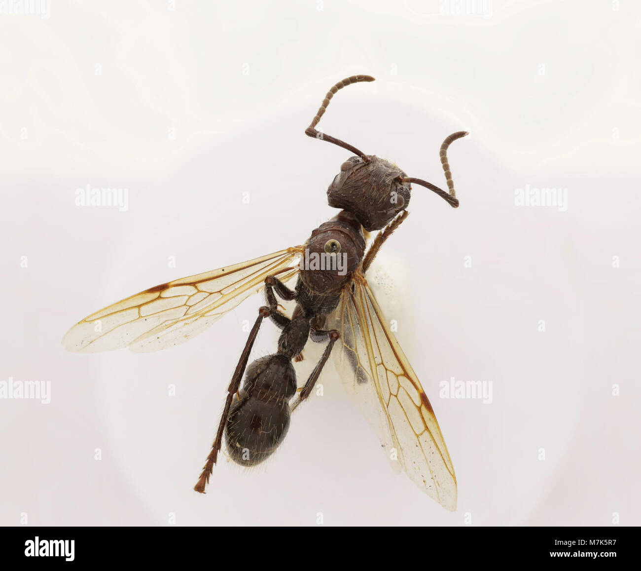 Paraponera clavata, also known as the bullet ant, is one of the most ...