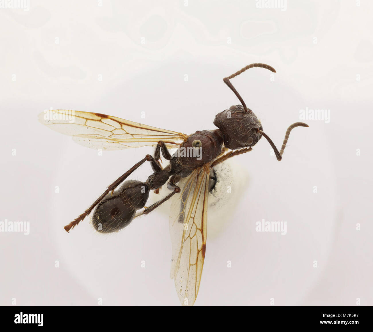 An image of the Paraponera clavata, also known as the bullet ant, known ...
