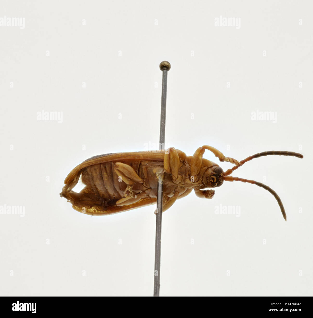 An image of Pistosia maculata, a species of aquatic insect, captured ...