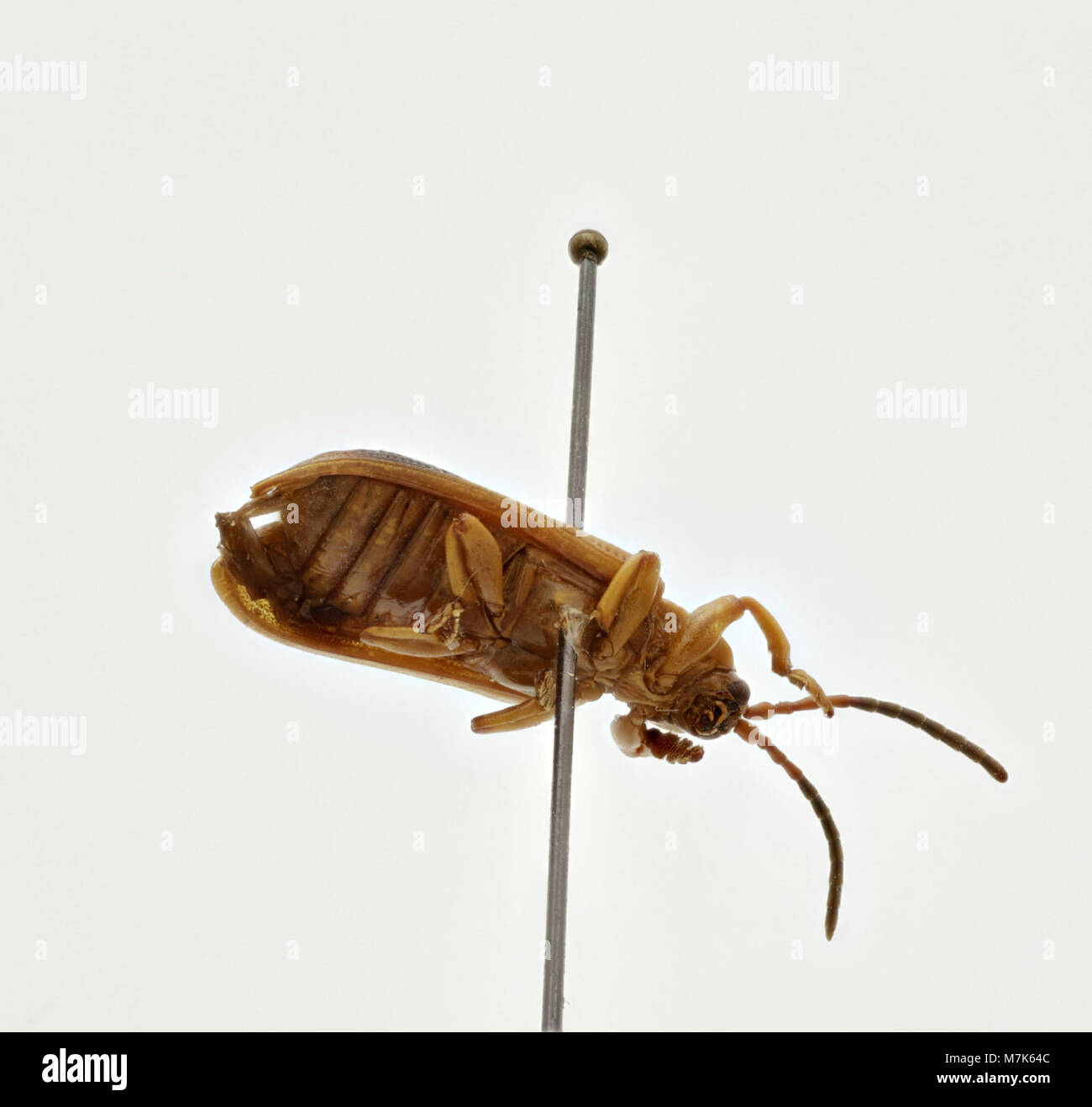 A close-up of *Pistosia maculata*, a species of aquatic invertebrate ...