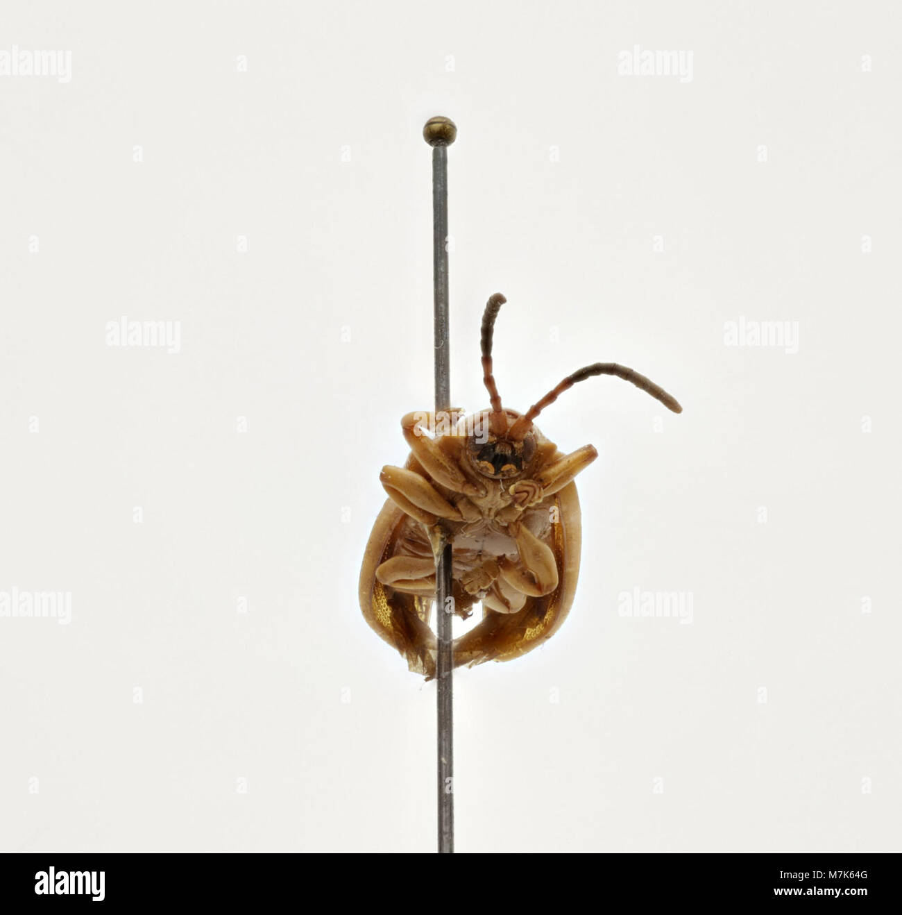Pistosia maculata (Zoosphere 60 013 Stock Photo - Alamy