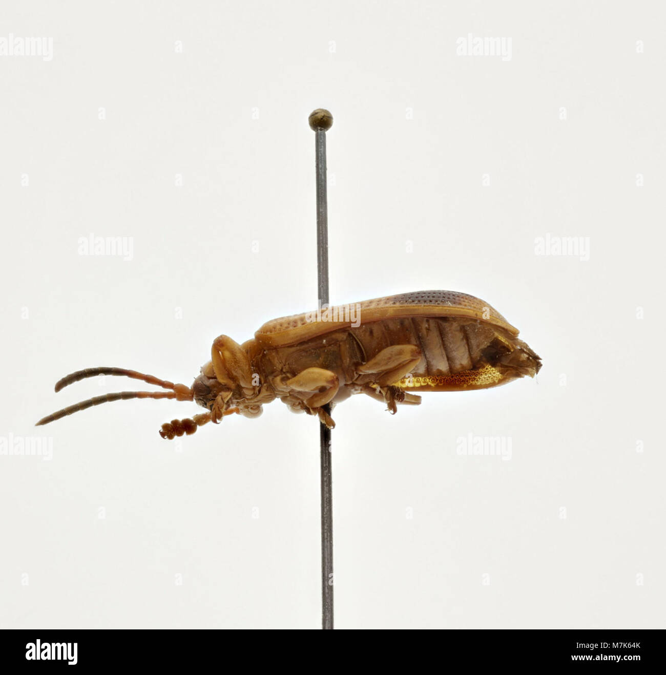 Pistosia maculata (Zoosphere 60 016 Stock Photo - Alamy