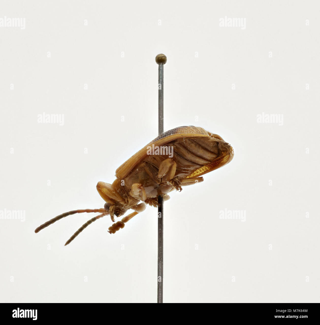 Pistosia maculata is a species of aquatic insect, often studied in ...