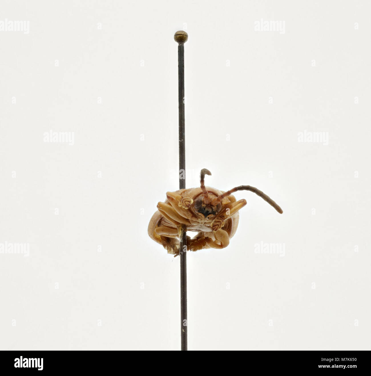 Pistosia maculata (Zoosphere 60 023 Stock Photo - Alamy