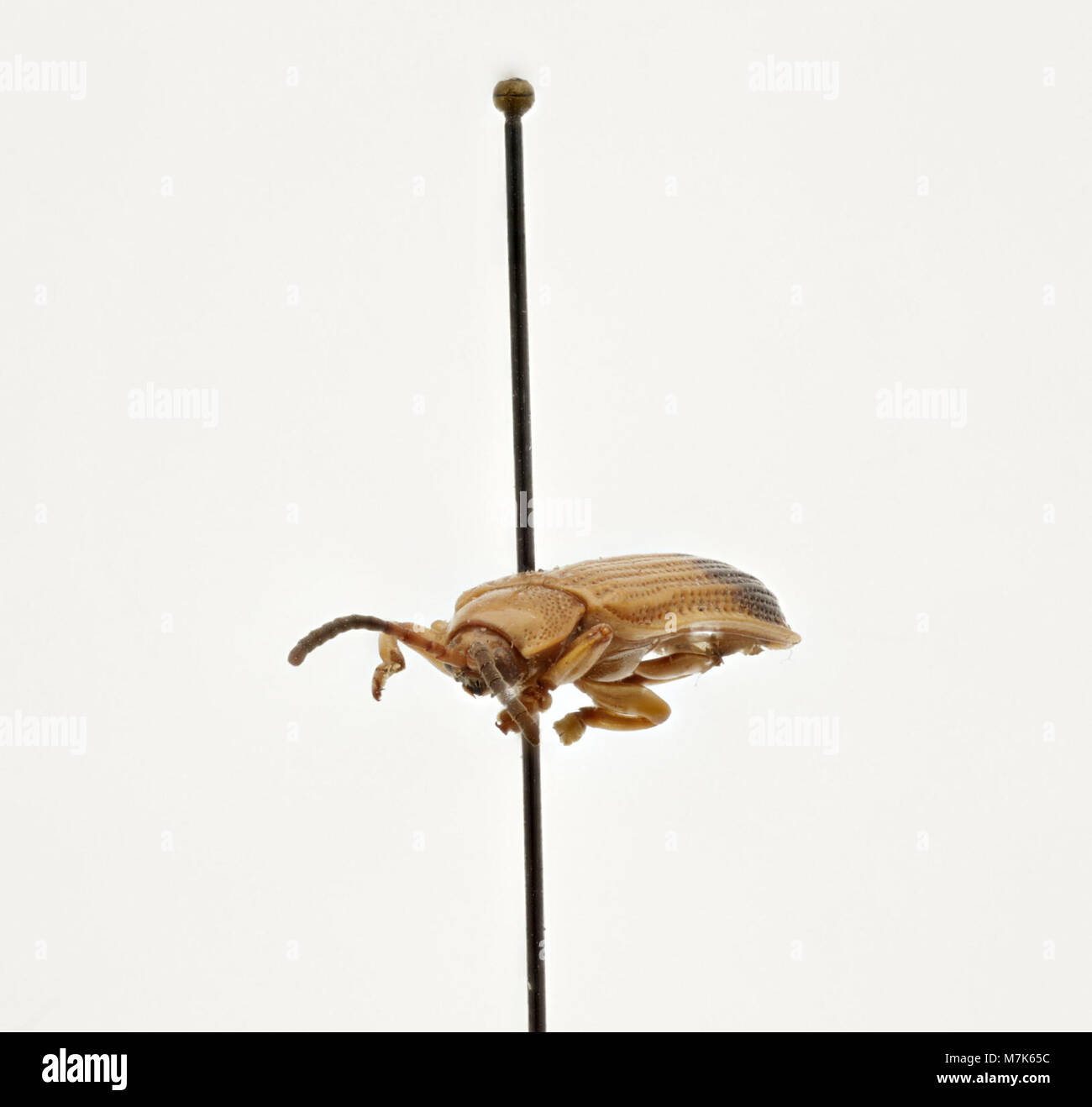 Pistosia maculata (Zoosphere 60 034 Stock Photo - Alamy