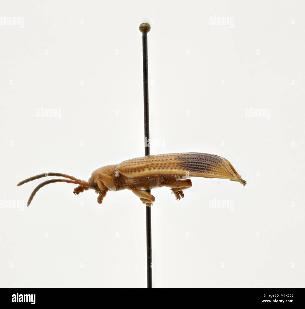An image of Pistosia maculata, a species of aquatic insect, displaying ...