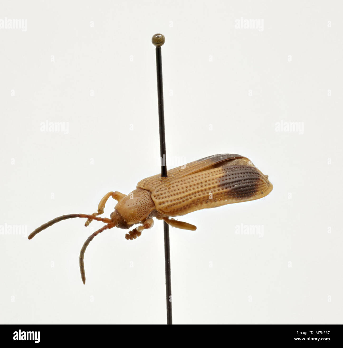 An image of Pistosia maculata, an insect species from the Zoosphere ...