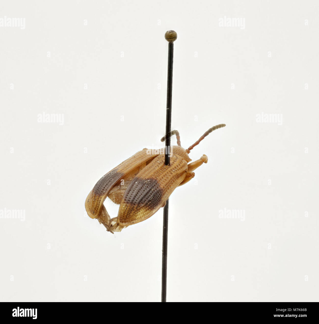 An image of *Pistosia maculata*, a species of insect, displaying its ...
