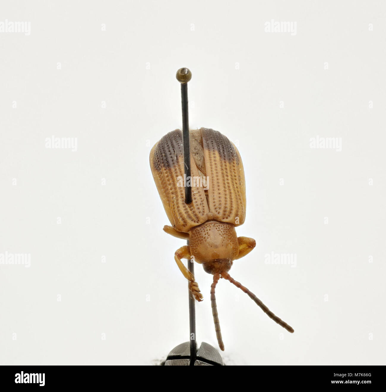 Pistosia maculata (Zoosphere 60 063 Stock Photo - Alamy