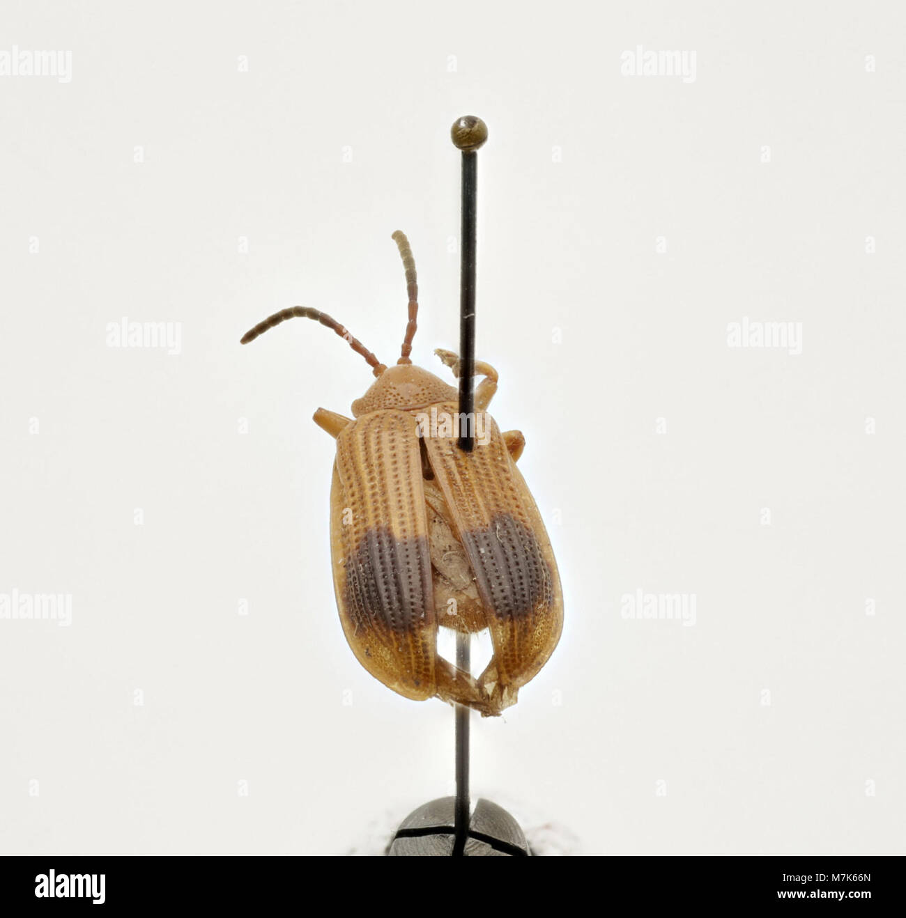 An image of the species Pistosia maculata, identified as part of ...