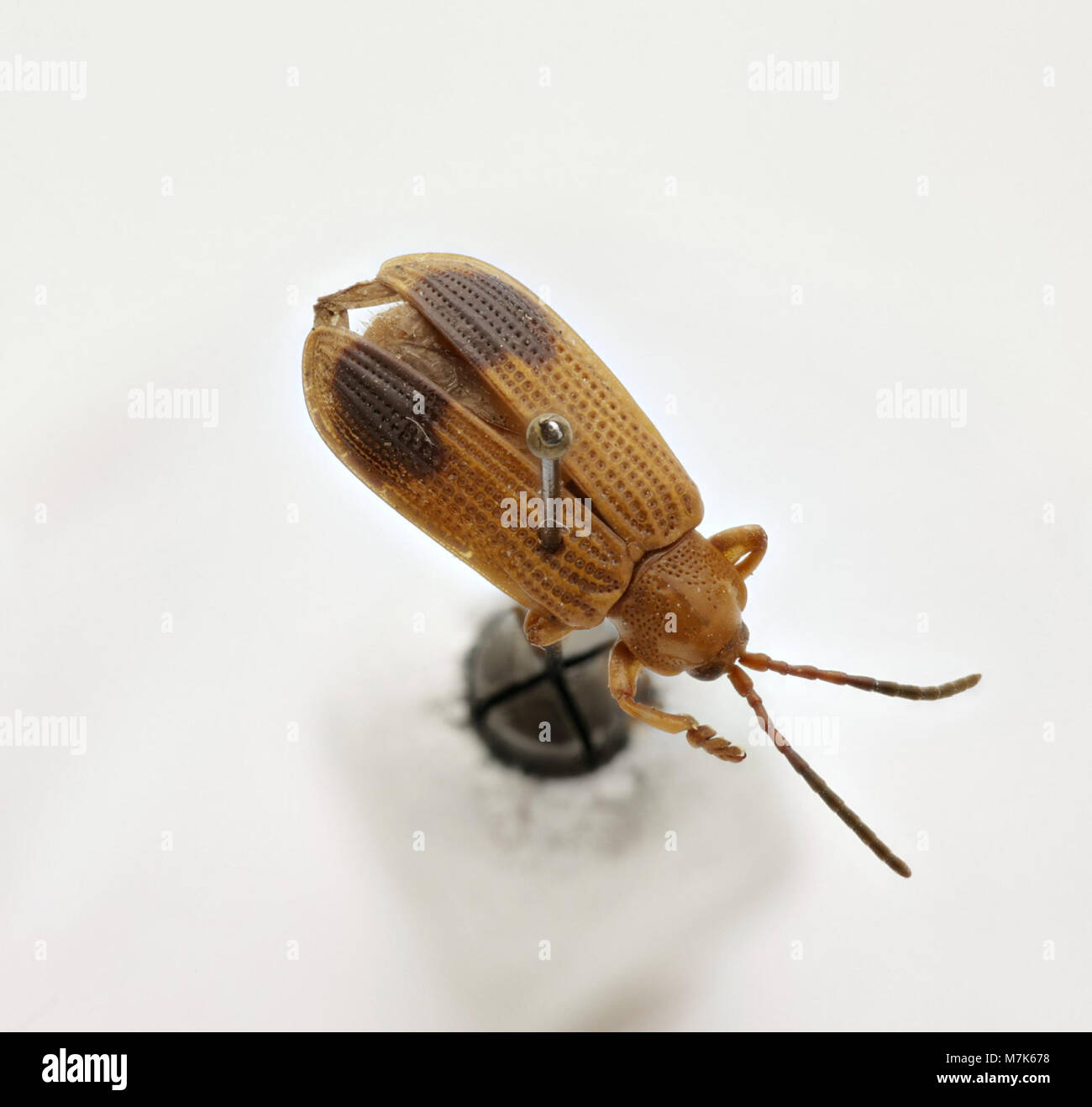 An image of Pistosia maculata, a species of aquatic insect, providing a ...