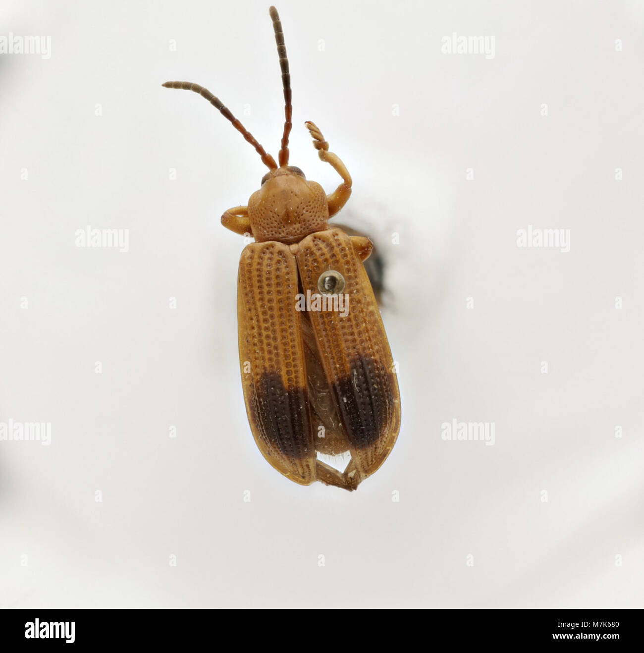 An image of Pistosia maculata, a species of beetle. This insect is ...