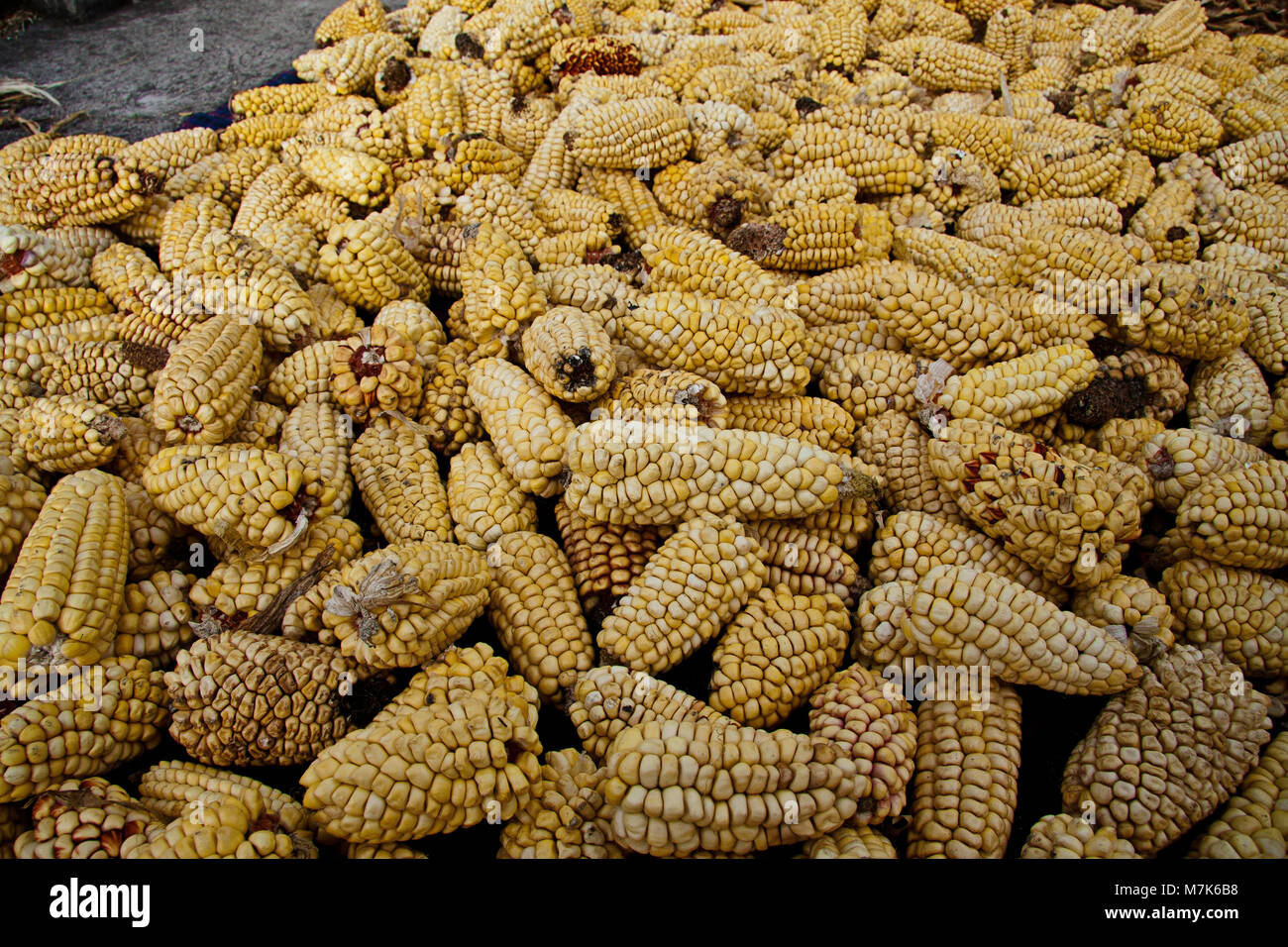 Drying corn in the sun hi-res stock photography and images - Alamy