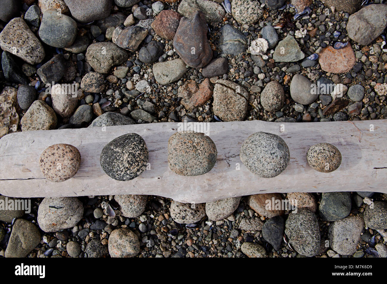 Five beach rocks rubbed smooth by the tides and arranged on a log on ...