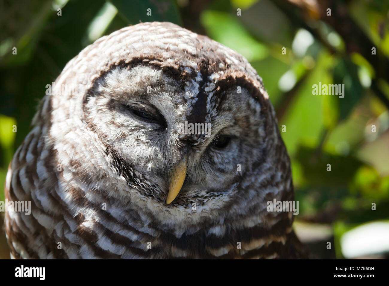 L10838 hi-res stock photography and images - Alamy