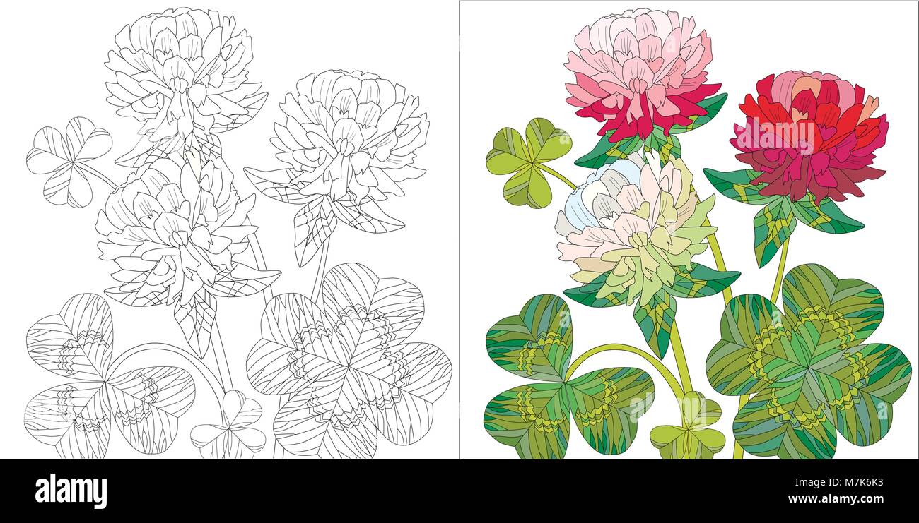 Red clover botanical illustration Stock Vector Images - Alamy