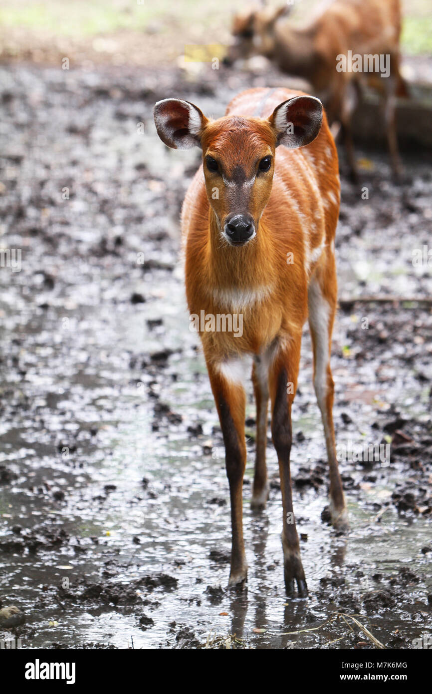 Standi hi-res stock photography and images - Alamy