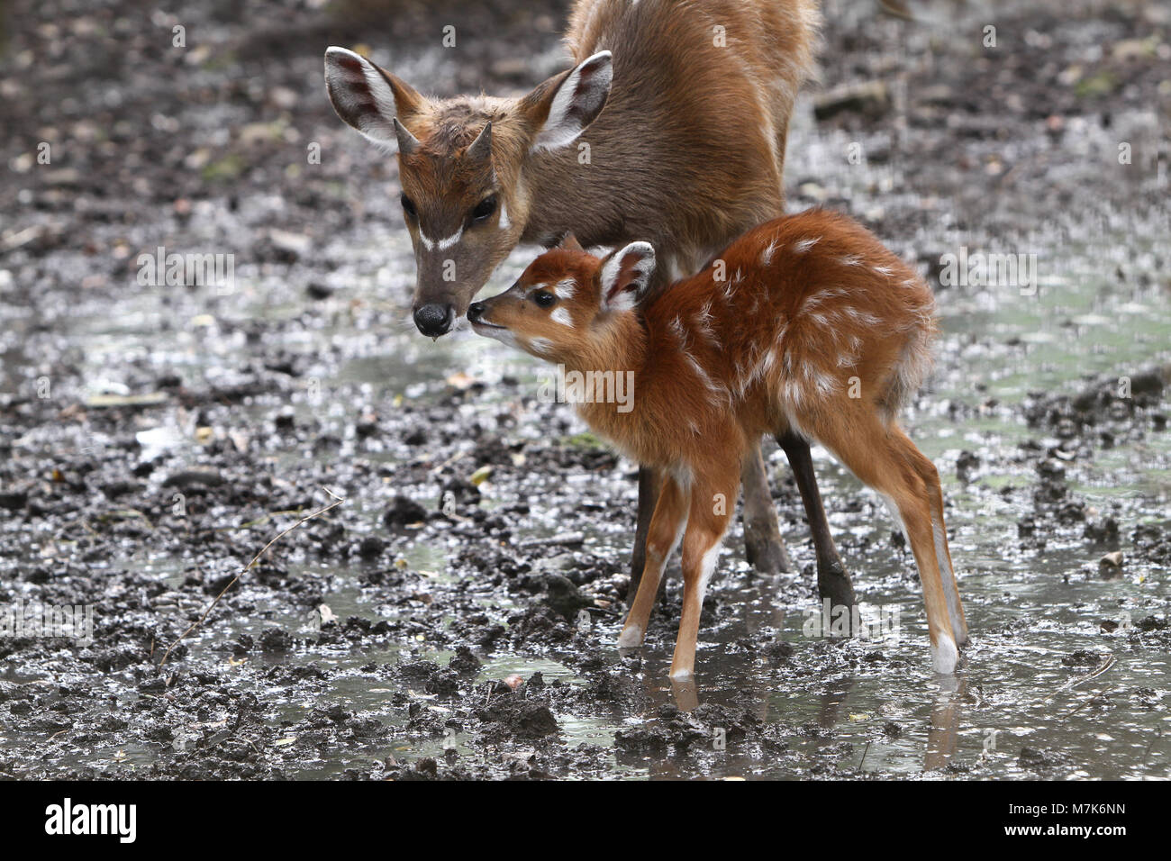 Cervid family hi-res stock photography and images - Alamy