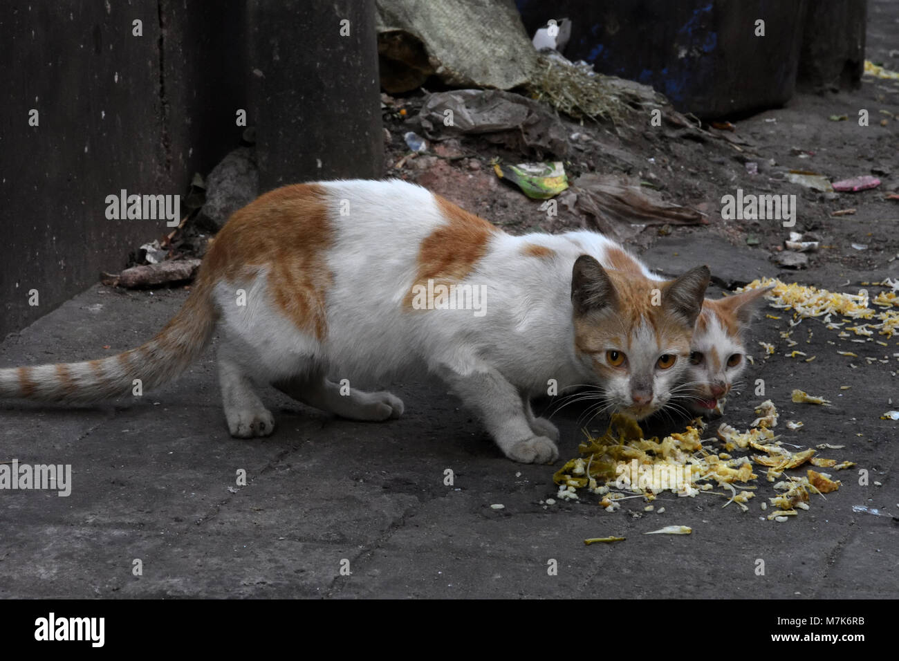 Petstory hi-res stock photography and images - Alamy