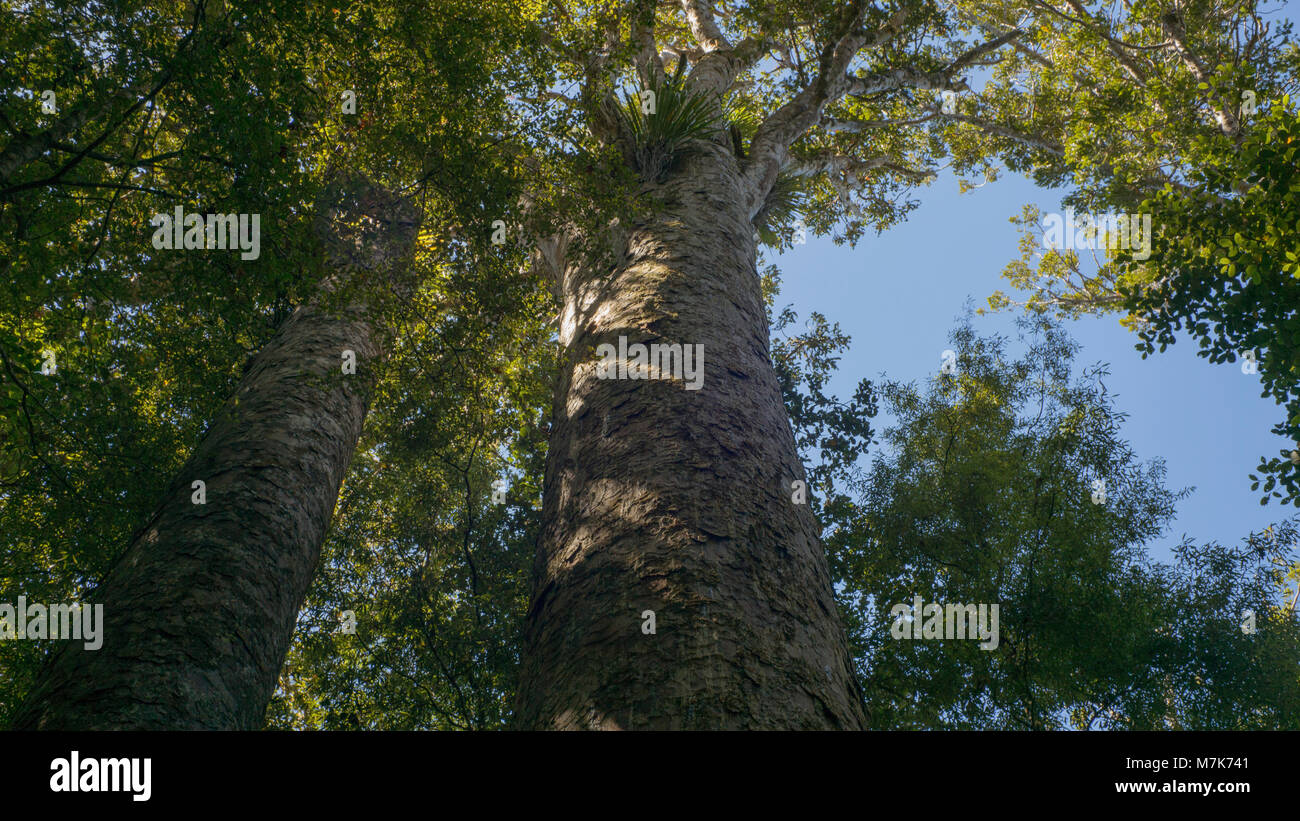 Two kauri trunks hi-res stock photography and images - Alamy