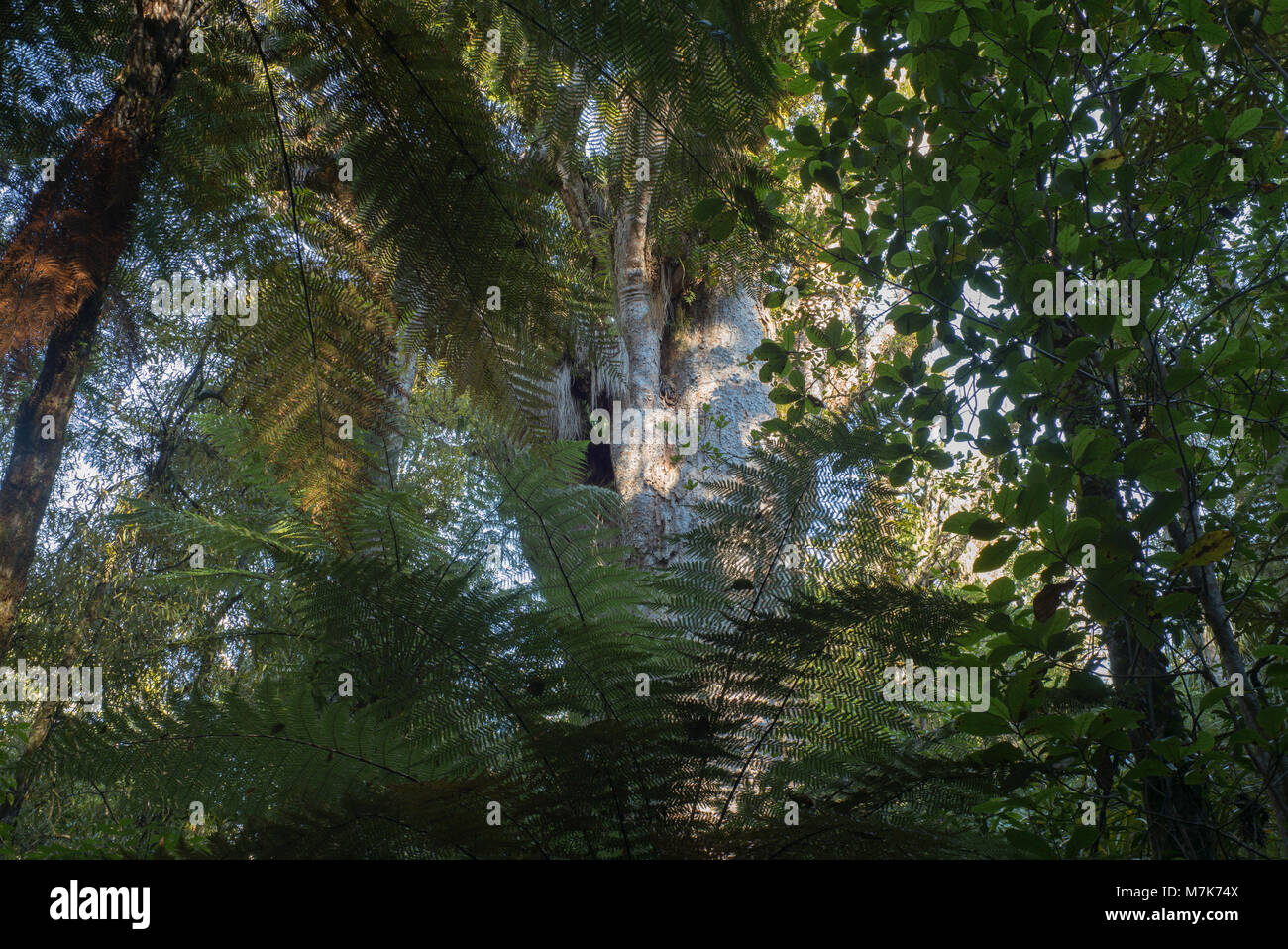 Rainforest with tree ferns hi-res stock photography and images - Alamy