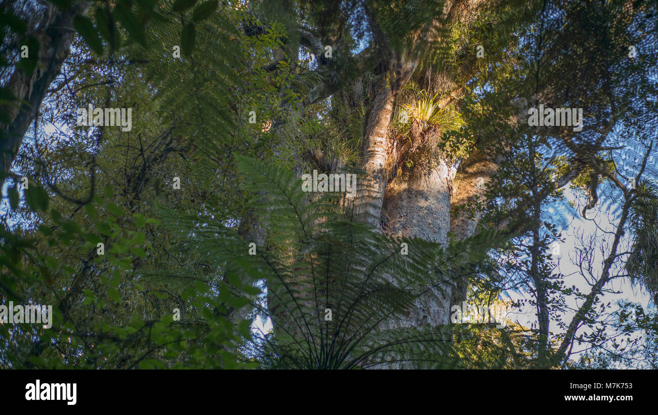 Rainforest with tree ferns hi-res stock photography and images - Alamy