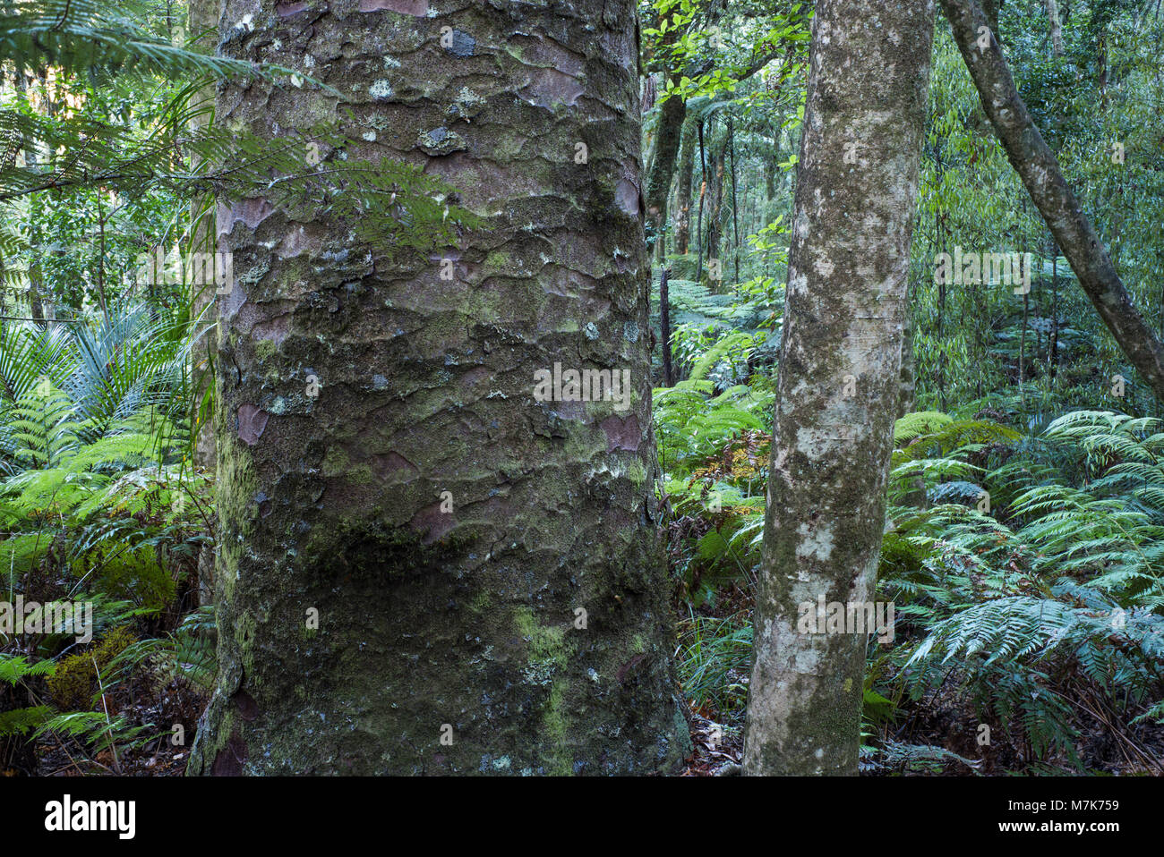 Diverse ecosystem forest hi-res stock photography and images - Alamy
