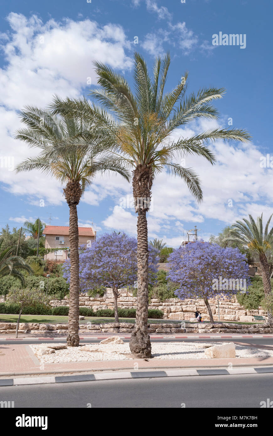 blooming jacaranda trees in Beer Sheva, Israel Stock Photo - Alamy