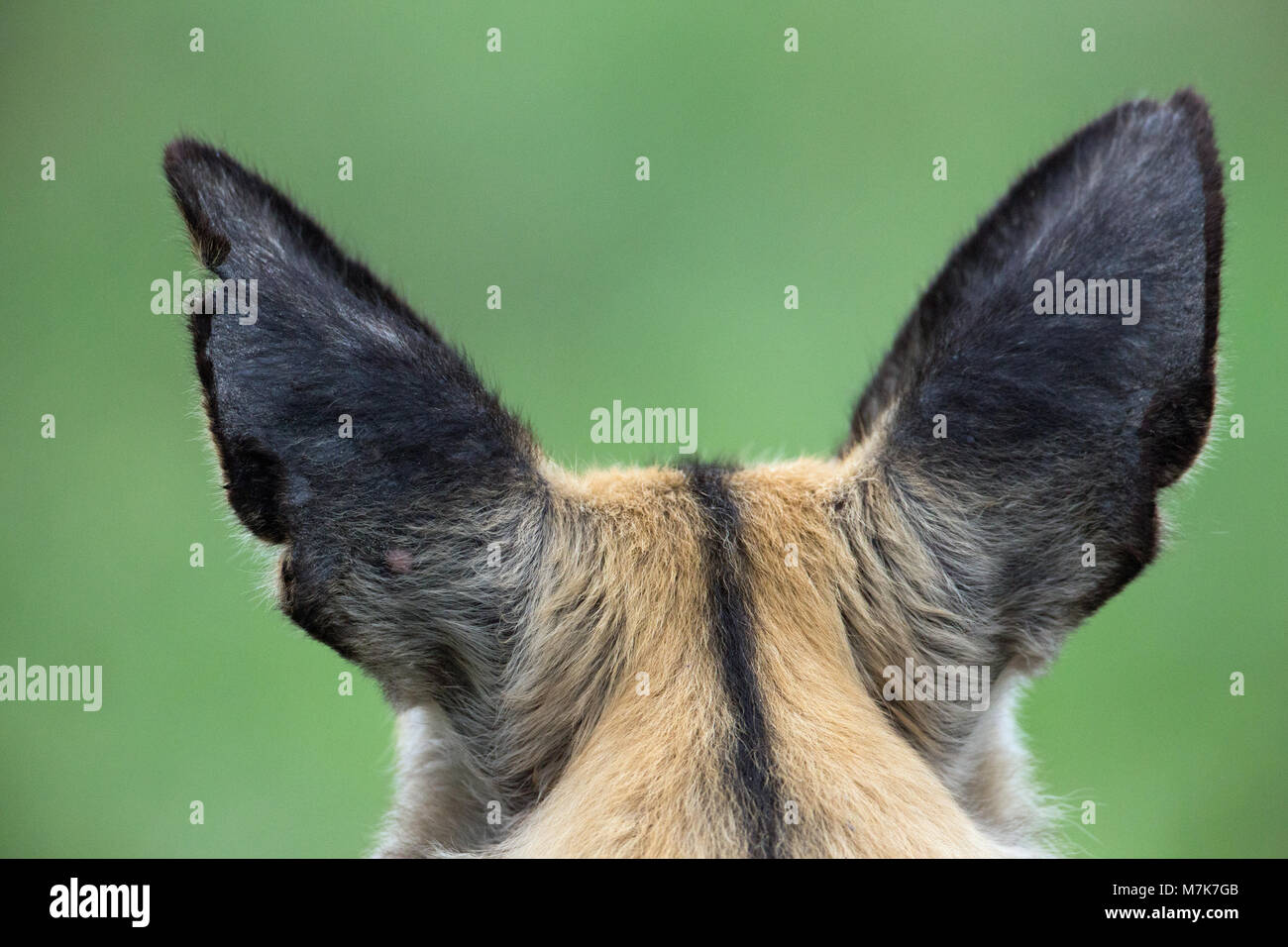 External ears hi-res stock photography and images - Alamy