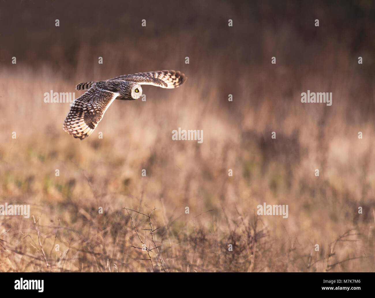 Flying mice hi-res stock photography and images - Alamy