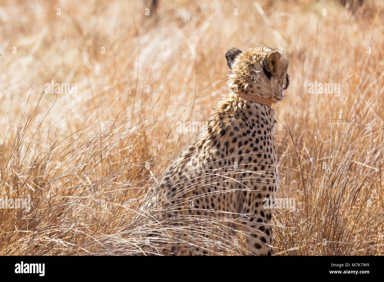 African Cheetah on safari in a South African game reserve Stock Photo ...